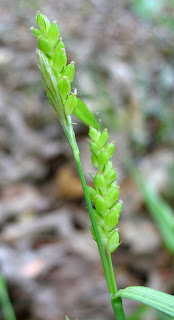 Using Georgia Native Plants: Aggressive Native Plants Have Their Place