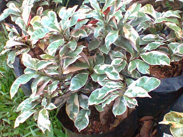 Inspirasi 35+ Ciri Rombusa Mini