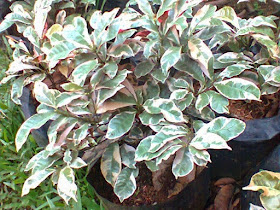 Inspirasi 35+ Ciri Rombusa Mini