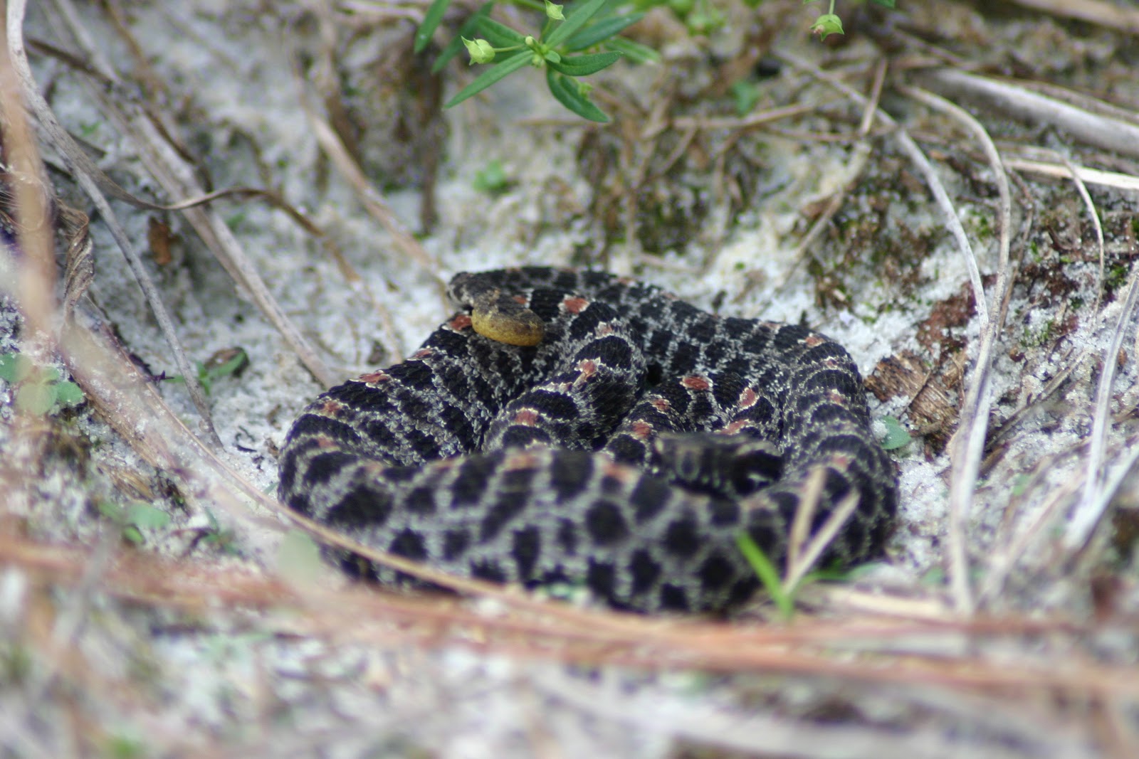 Panther Island Adventures: Critter of the Week Feb. 14: Dusky Pigmy ...
