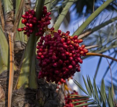 MEDIO NATURAL UN ESPACIO COMPARTIDO: EL DATIL DE EUROPA