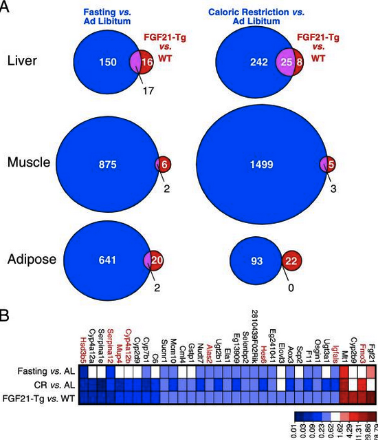 Al Fin Longevity: FGF21: Learning to Live Longer from Starving Mice