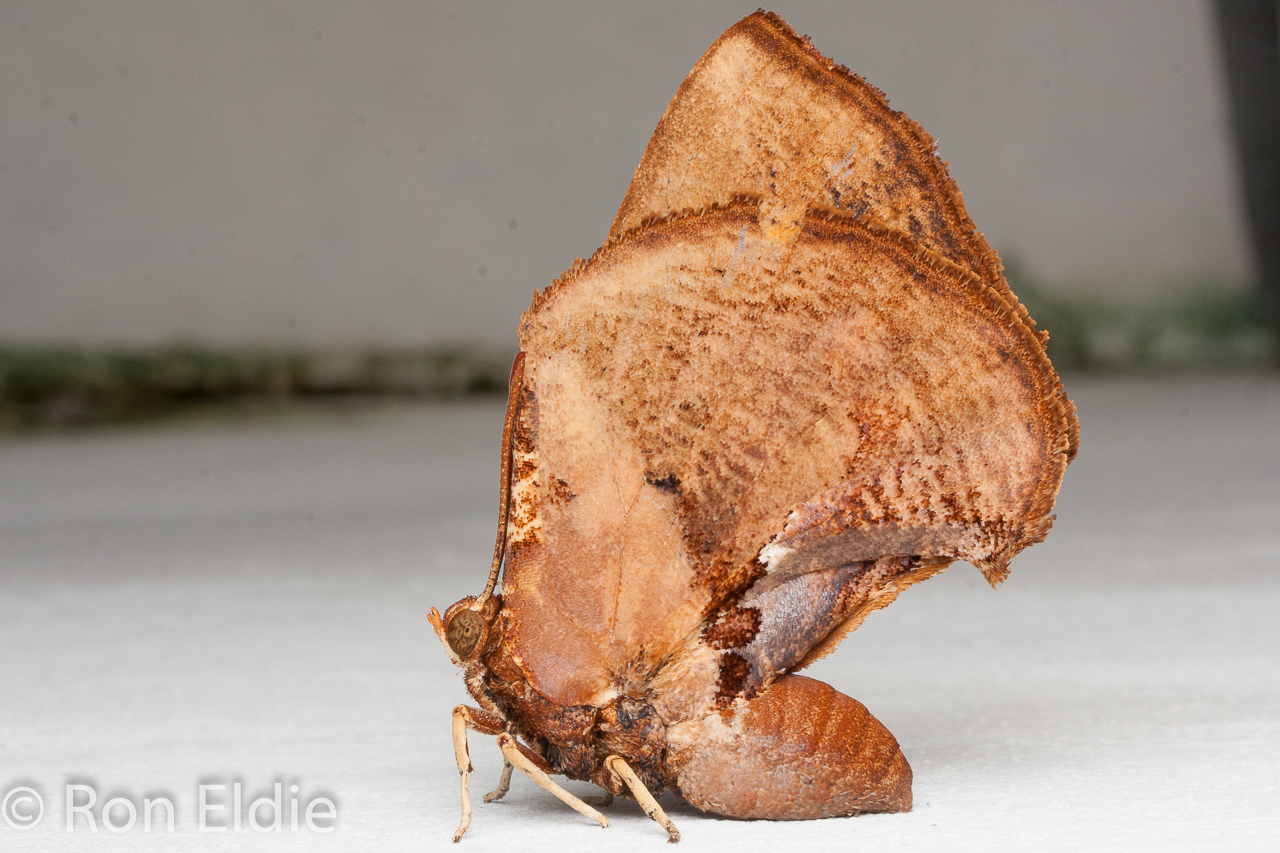 Butterflies Of Borneo