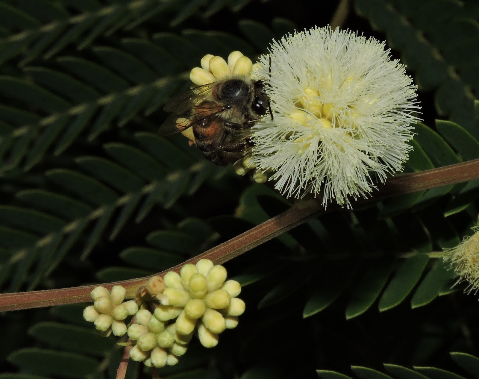 Fabaceae - Leguminosae no Brasil: Fabaceae - Senegalia polyphylla (DC ...