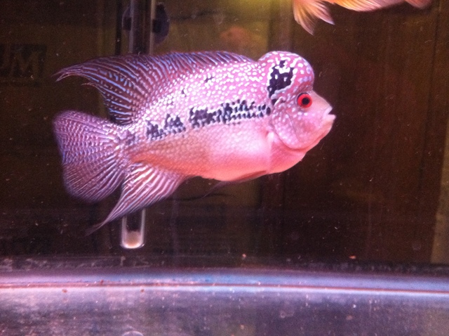 Flowerhorn The Hybrid Cichlids: Vietnam Red Tanking Kamfa ( F1 X F2)
