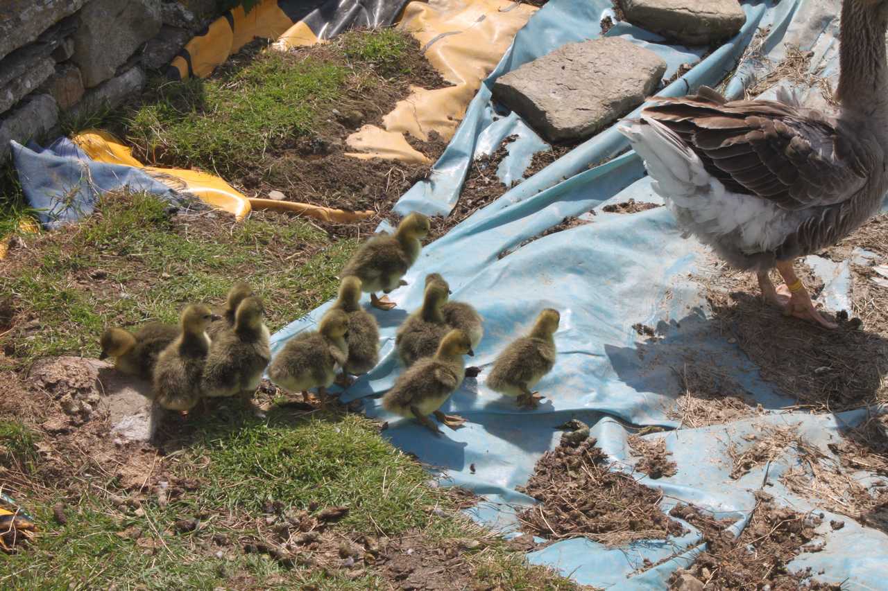 Transalpine Redemptorists at home: New Life on Papa Stronsay