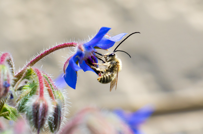 D e s k T o p F a r m e r: 4月 2018