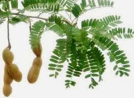 Daun Sinom | SINOM JENG EVY