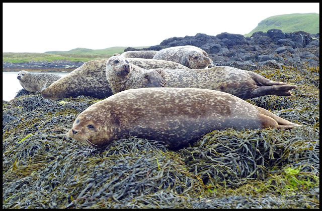 Wild and Wonderful: Seals and Cetaceans: Seals at Dunvegan, Skye