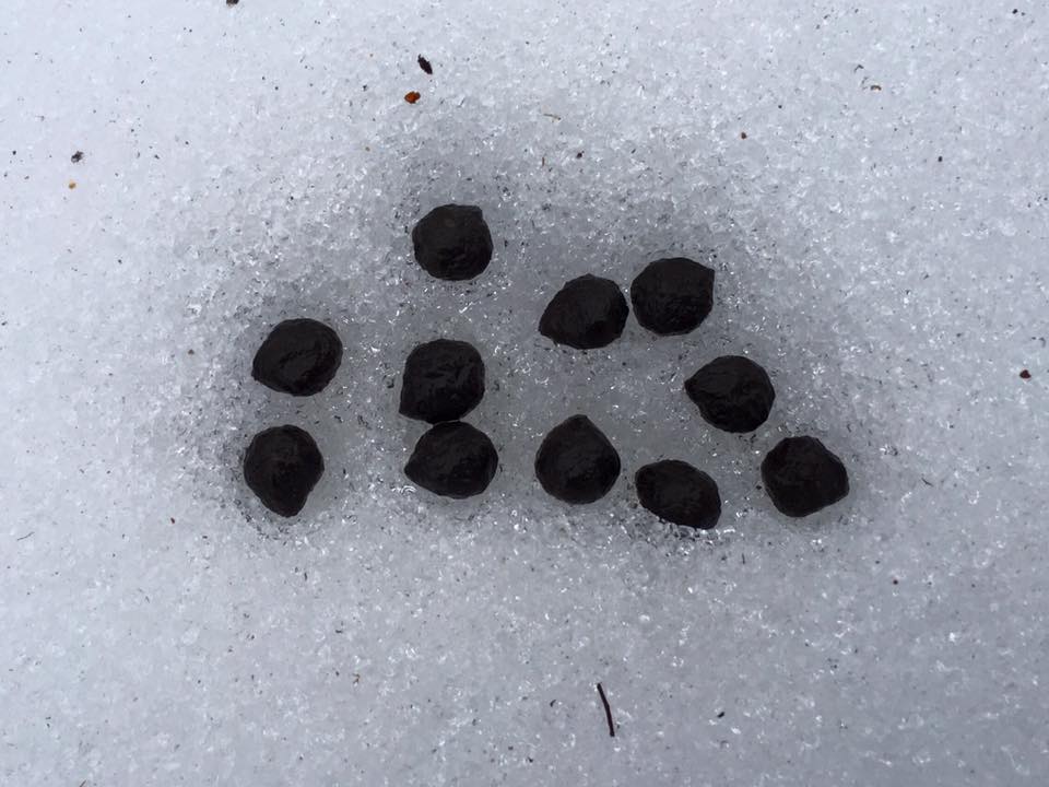 The Natural Naturalist: Rabbit scat in the snow