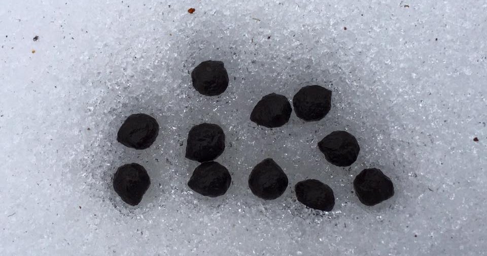 The Natural Naturalist: Rabbit scat in the snow