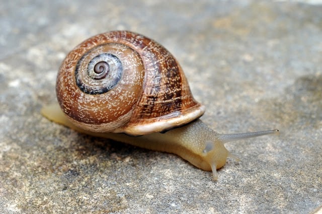 Maltese Nature: Otala punctata