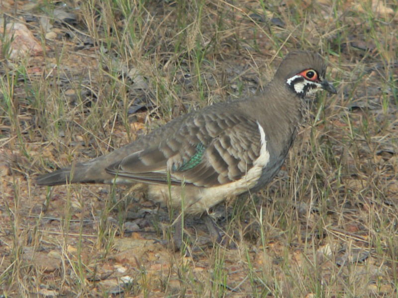 Ian Fraser, talking naturally: Living Rainbows; animal iridescence