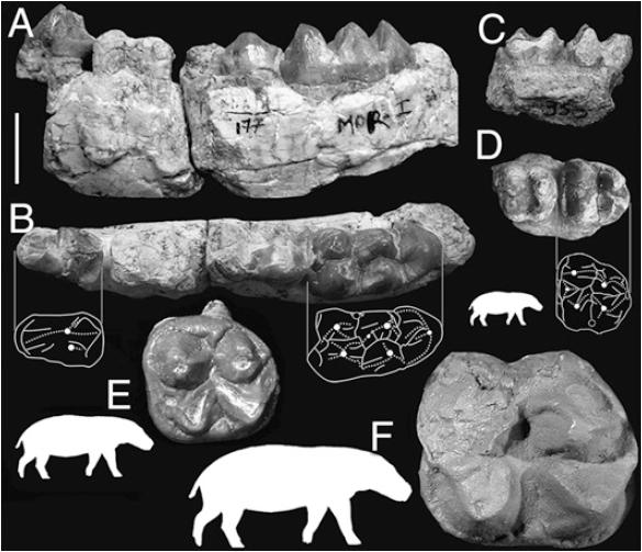 Evolutionary Vertebrate Zoology: 2011