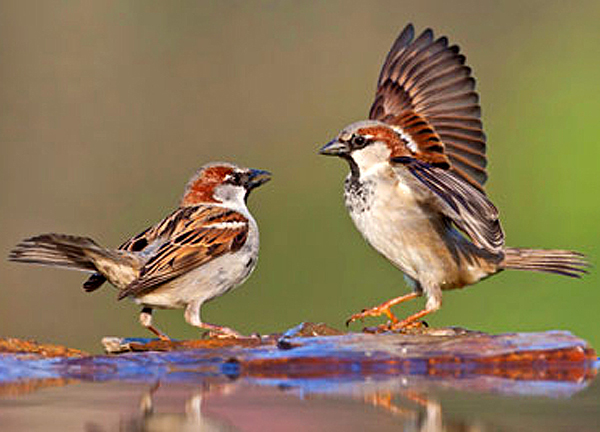 Bellas Aves de El Salvador: Passer domesticus (gorrión común)Residente