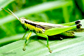 Makanan Angkrang Untuk Menghasilkan Kroto yang Berkualitas Menghasilkan ...