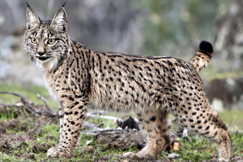 Naturaleza y Voluntariado Ambiental: En 2016, el programa lince ...