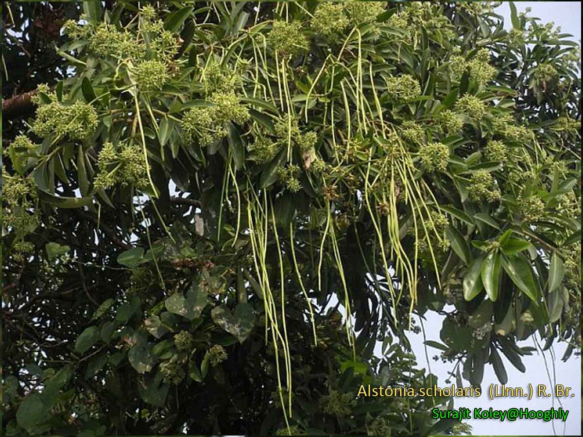 Medicinal Plants: Alstonia scholaris