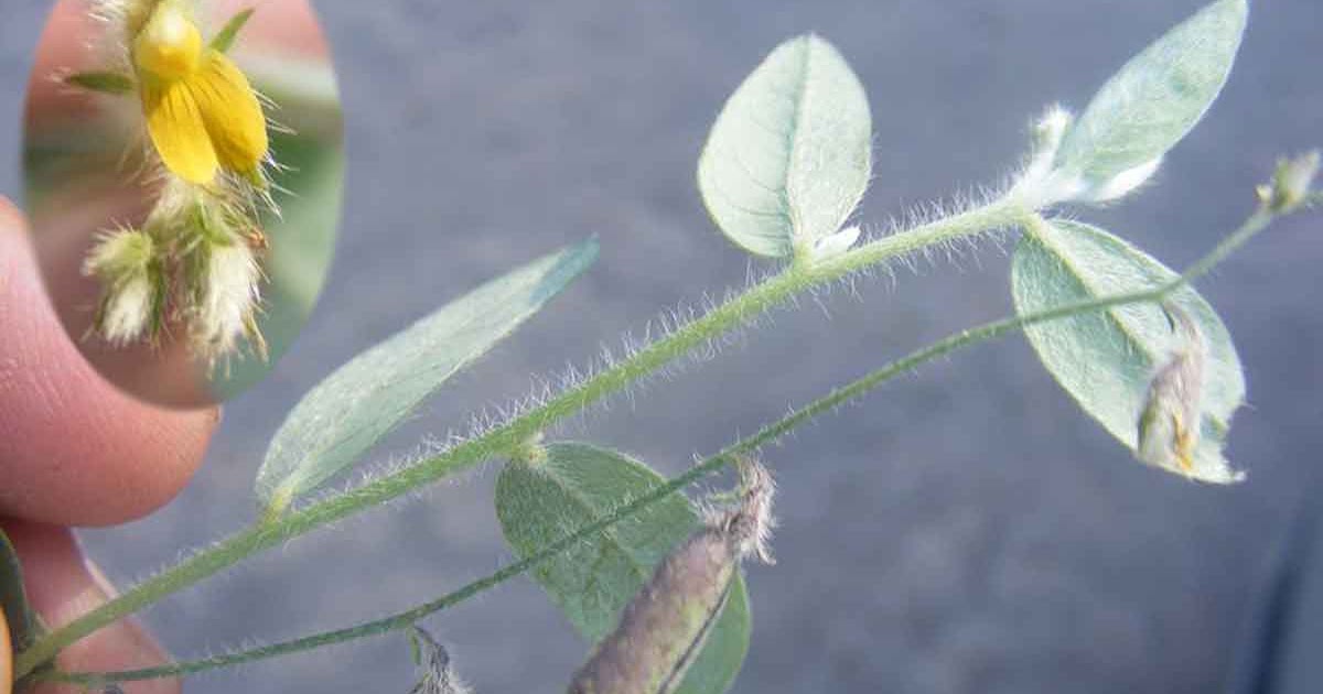 Medicinal Plants: Crotalaria prostrata, balli gejje gida, bandar lathi