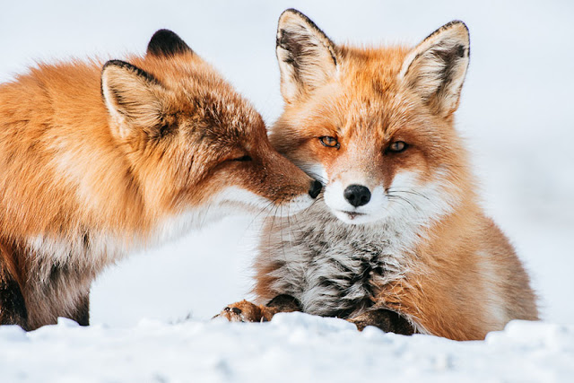 White Wolf : A Russian worker takes stunning photos of foxes in a ...