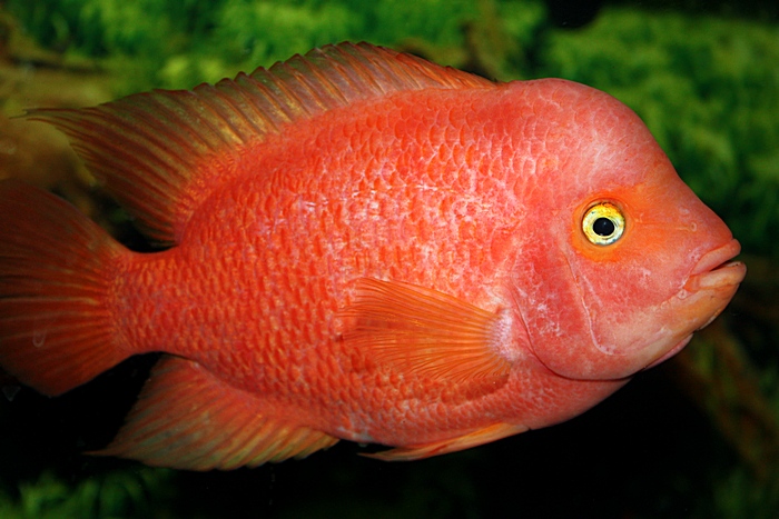Flowerhorn The Hybrid Cichlids: Red Monkey Flowerhorn