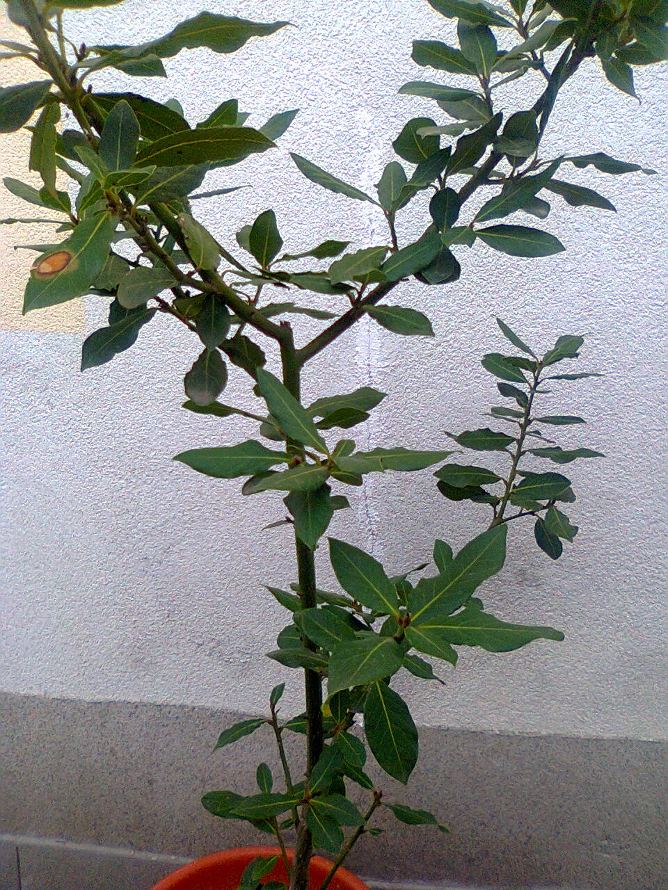 Adriana Hobby: Dafinul - Laurus nobilis