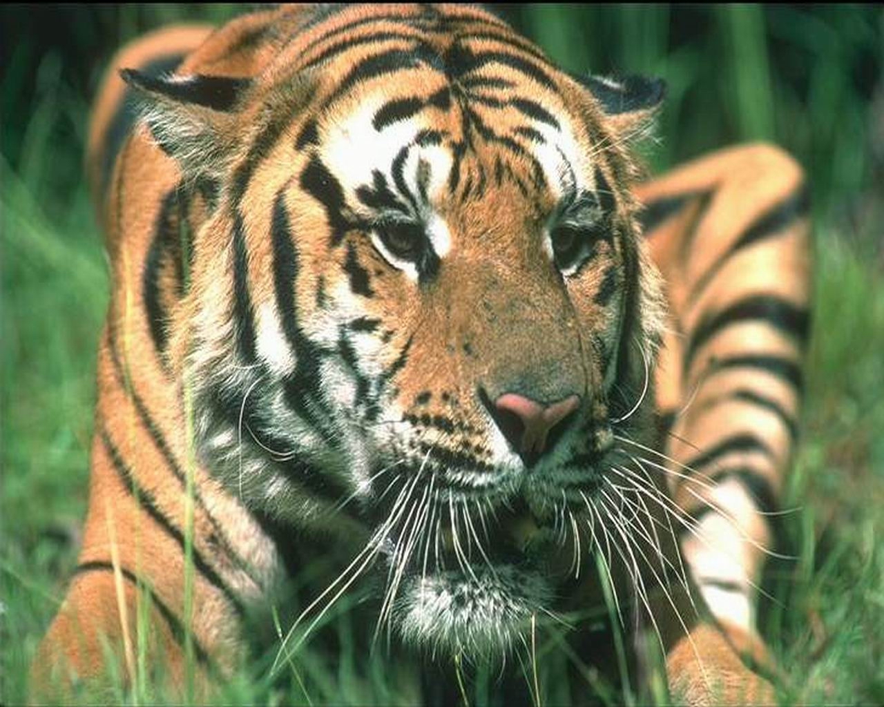 HD Wallpapers: ANIMAS WE LOVE