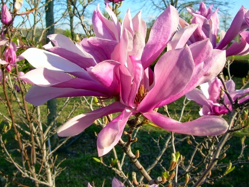 Taxonomía Plantae Magnoliopsida: Phylum Tracheophyta Clase ...