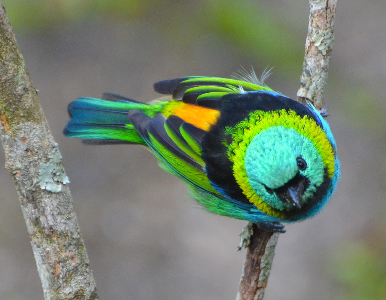Seven Colored Tanager