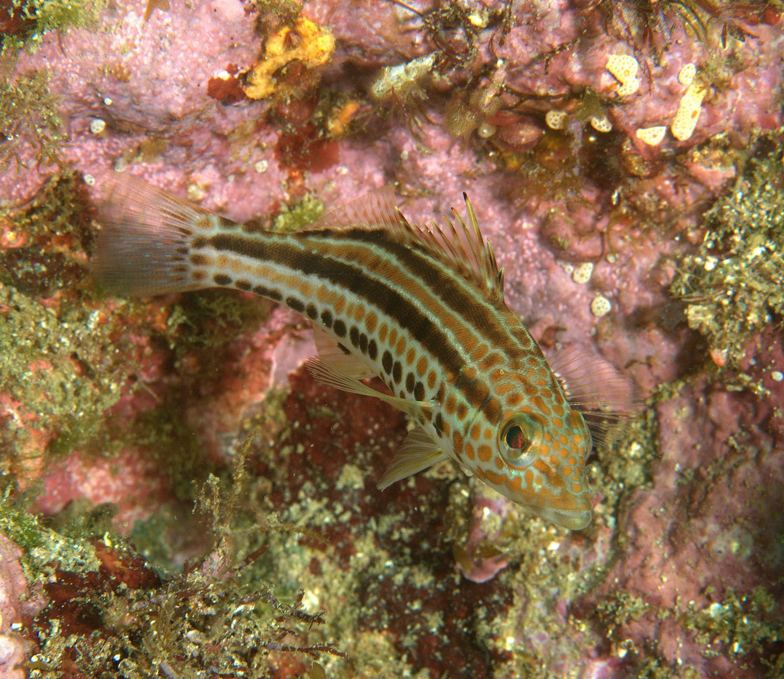 The Best of Underpressure Photography: Goldspotted Sand Bass series ...