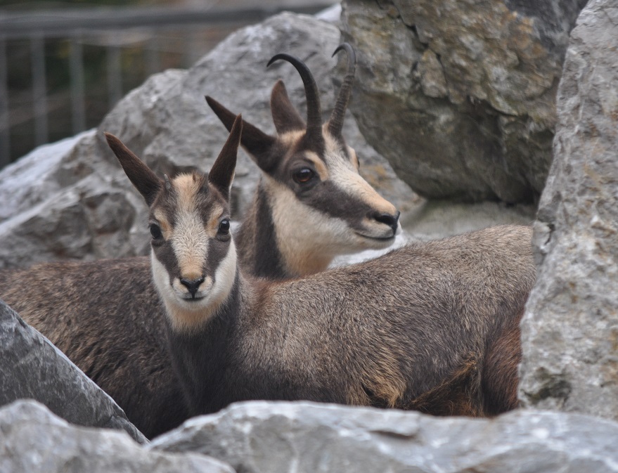 ZOOTOGRAFIANDO (6.100 ANIMALS): REBECO / NORTHERN CHAMOIS (Rupicapra ...