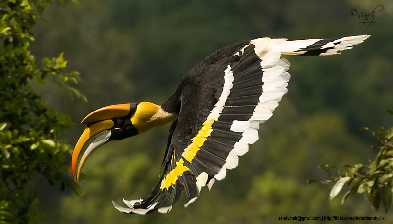The Green Ogre: On the Wing - The Great Hornbill