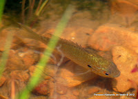 Hablando en verde: Percasol