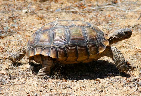 Desert tortoise | The Life of Animals