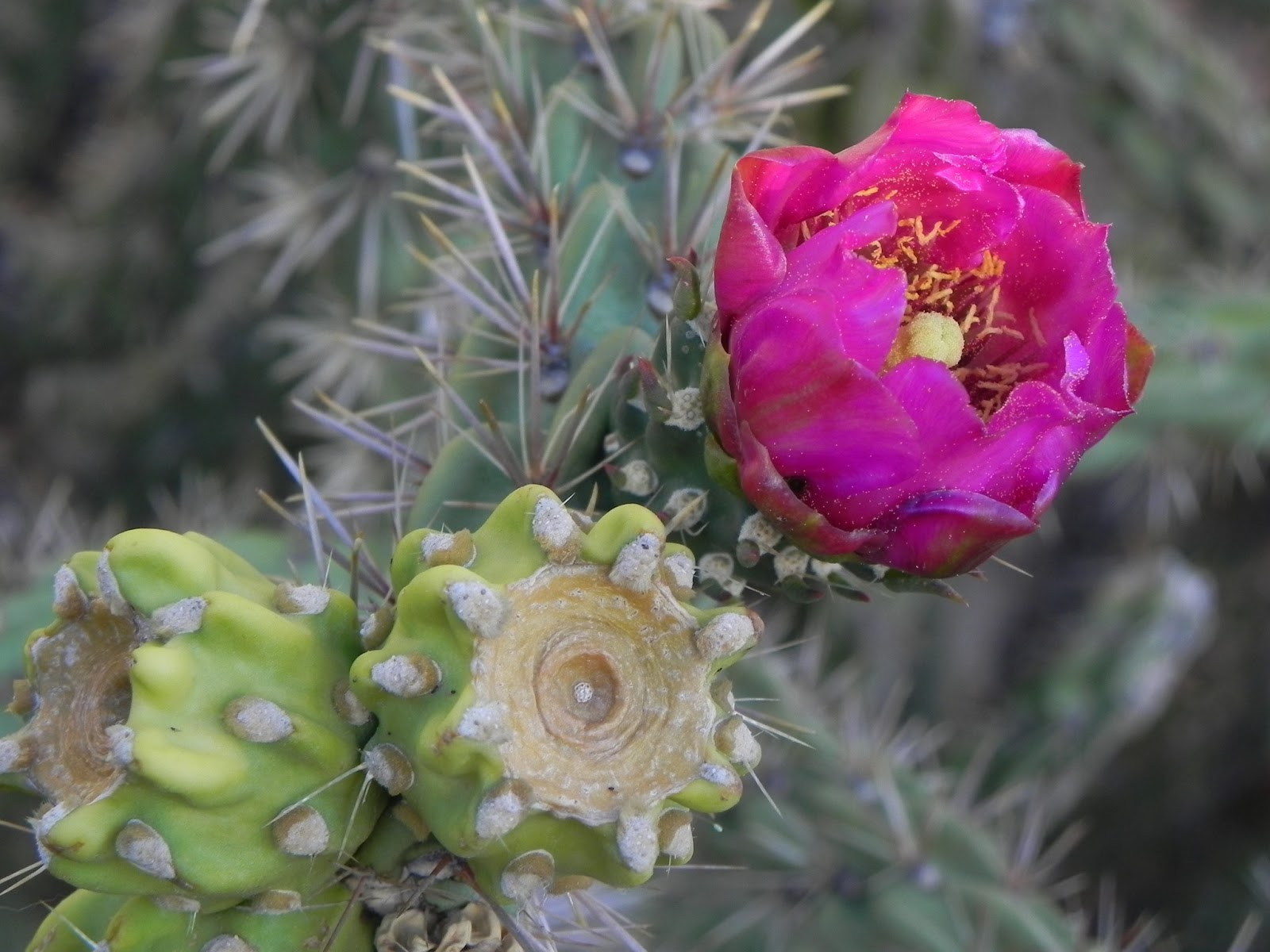 Wildflower Wanderings: Cholla Cactus