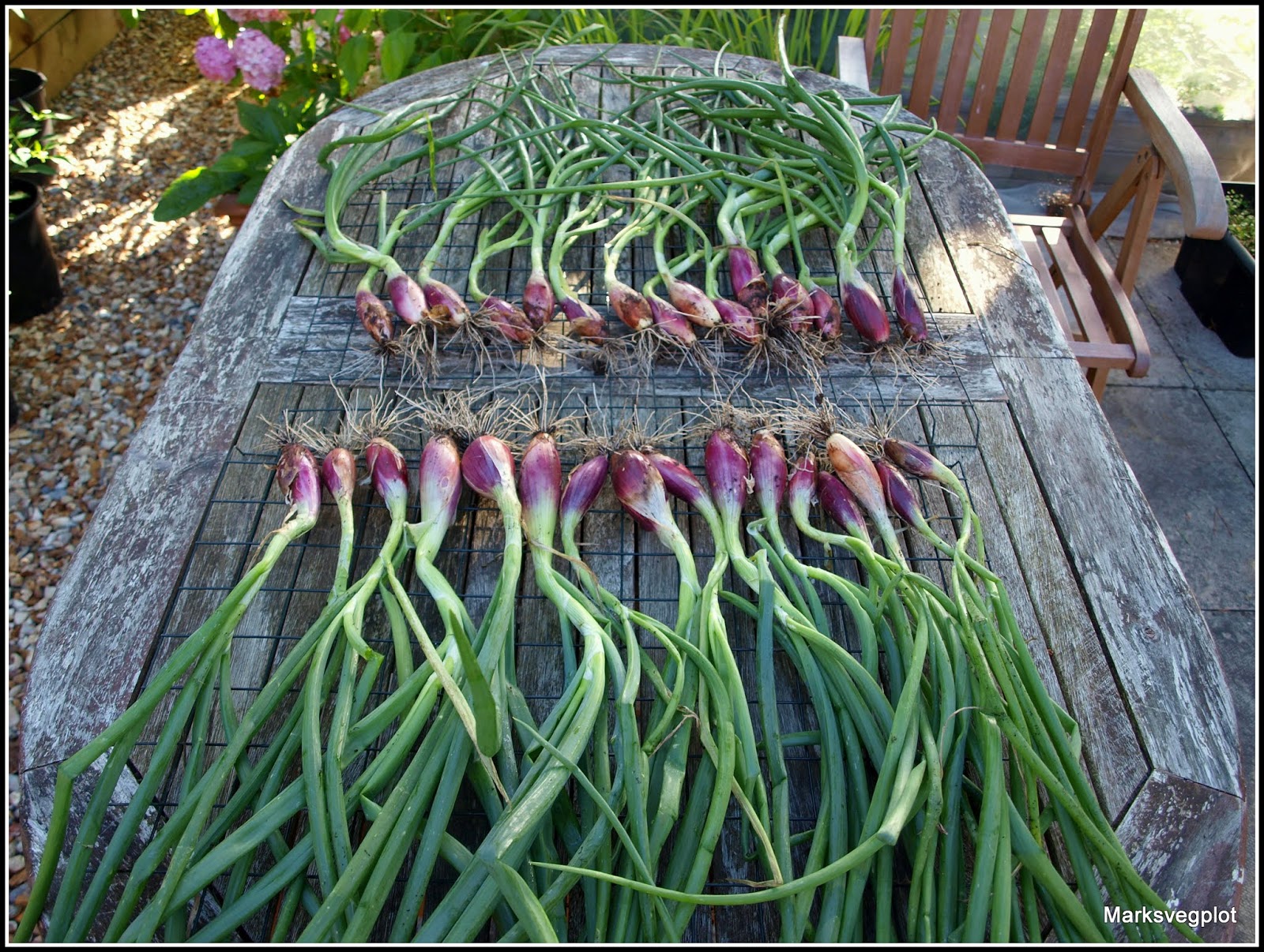 Mark's Veg Plot: Onion "Long Red Florence"