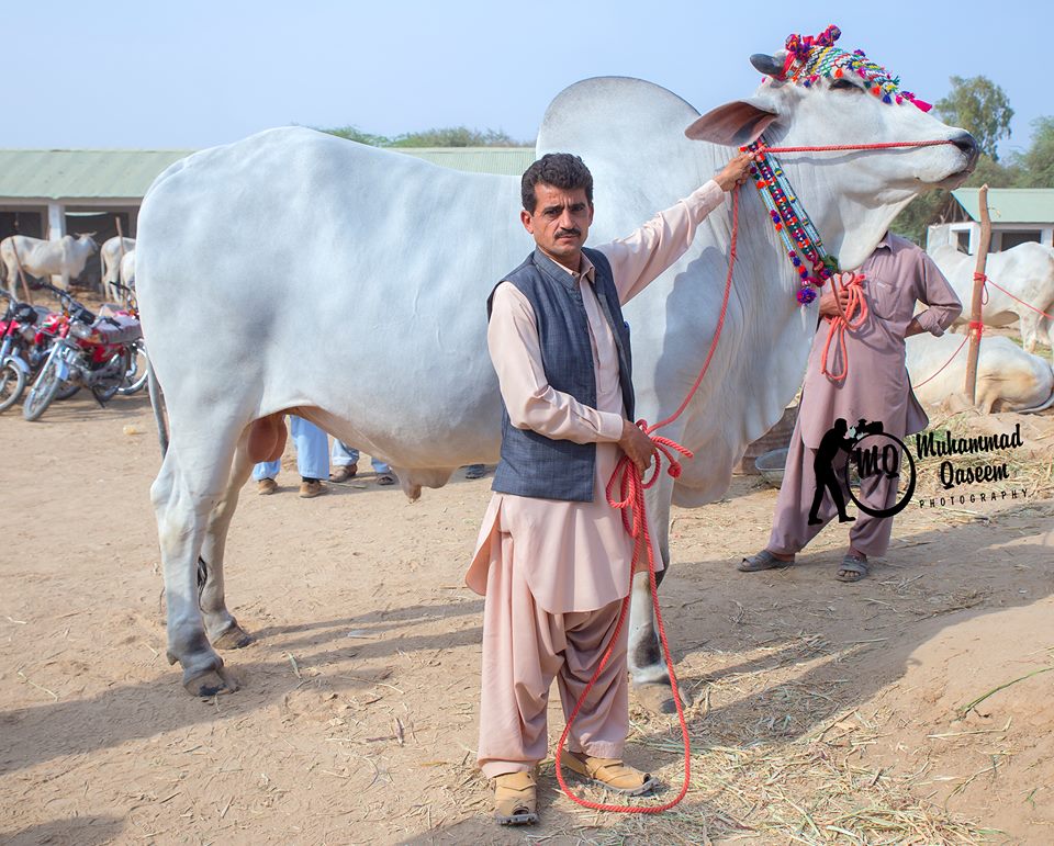SIBBI MELA 2016 WINNER BADSHAH WITH OWNER KHUDAIDAD RIND. | Sohrab Goth ...