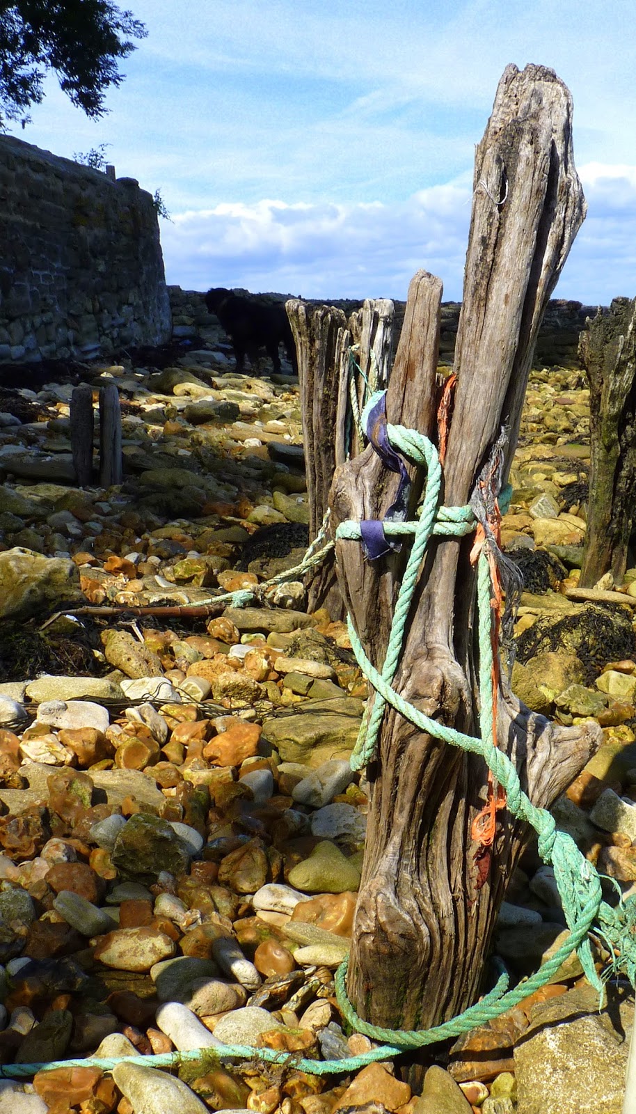 Birding For Pleasure: Birds and Binstead Beach