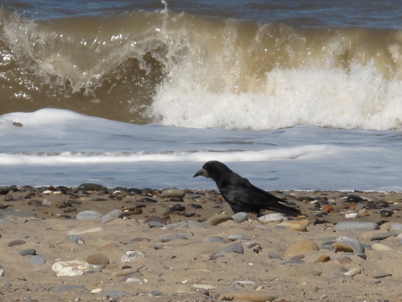 The Rattling Crow: Beach Rooks