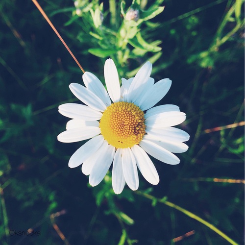 Floresça... - Dilicious Blush