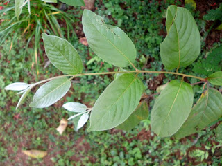 Ink Nut or Chebulic Myrobalan - Aralu | SL Flora