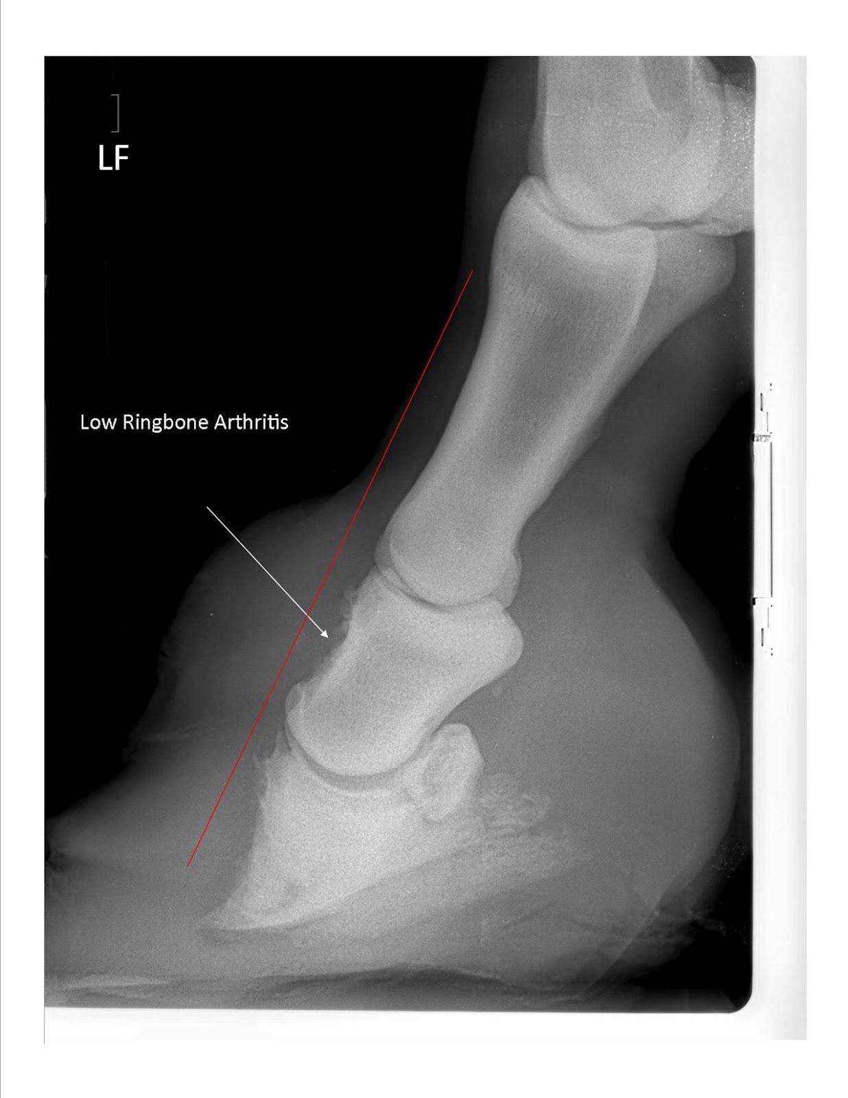 Cur-OST: Ringbone and Arthritis