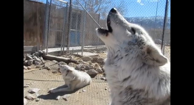White Wolf : Rescued White Wolves give a Howling Symphony from Wolf ...