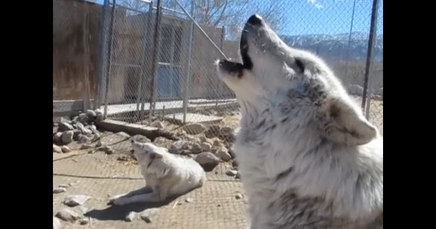 White Wolf : Rescued White Wolves give a Howling Symphony from Wolf ...
