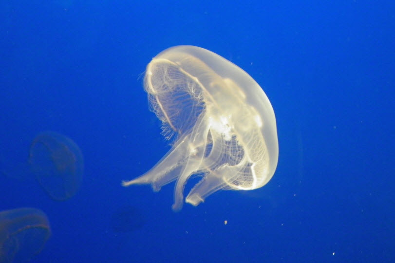 Box Jellyfish | The Biggest Animals Kingdom