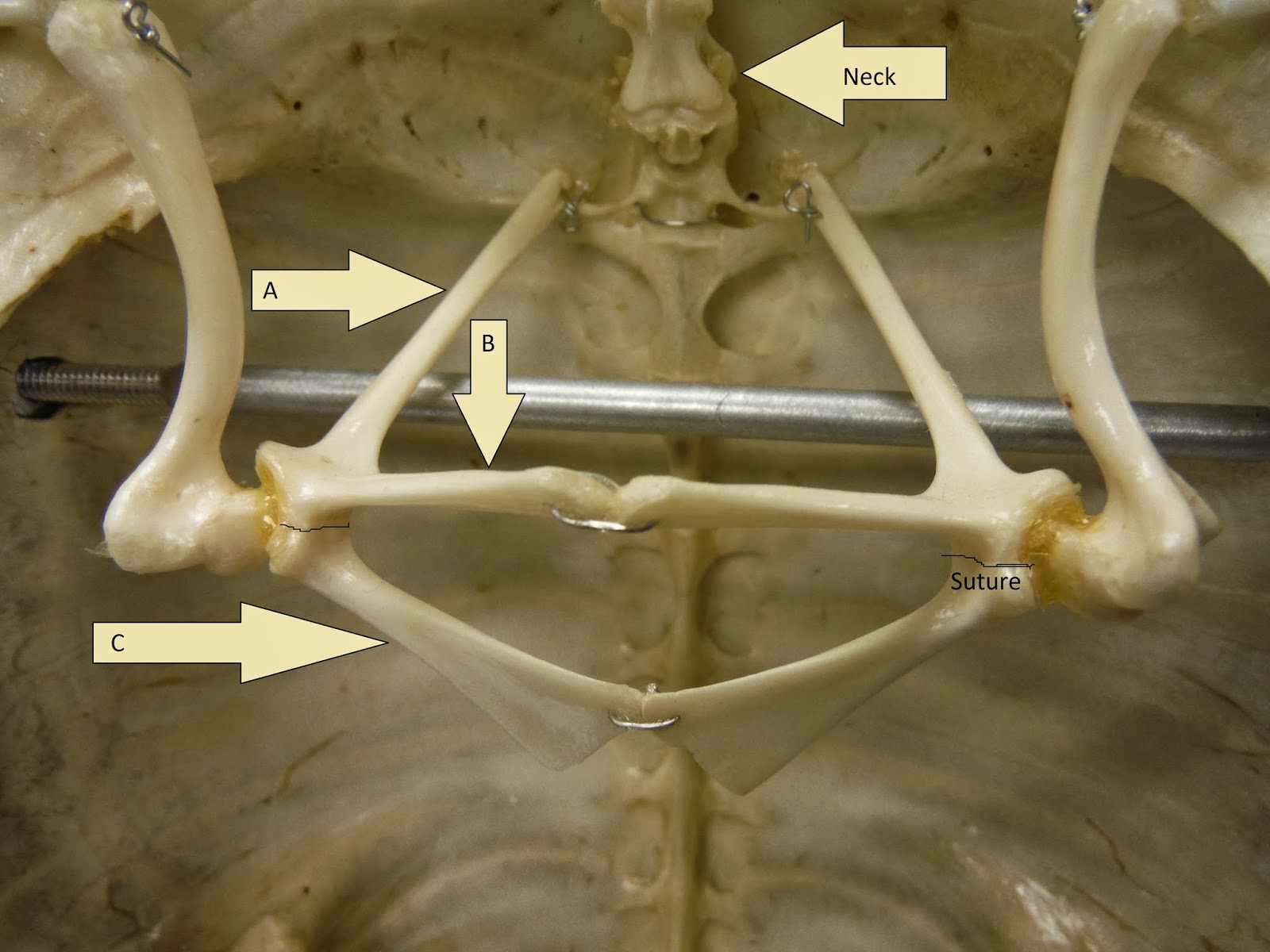 Biology of the Reptilia: January 2014