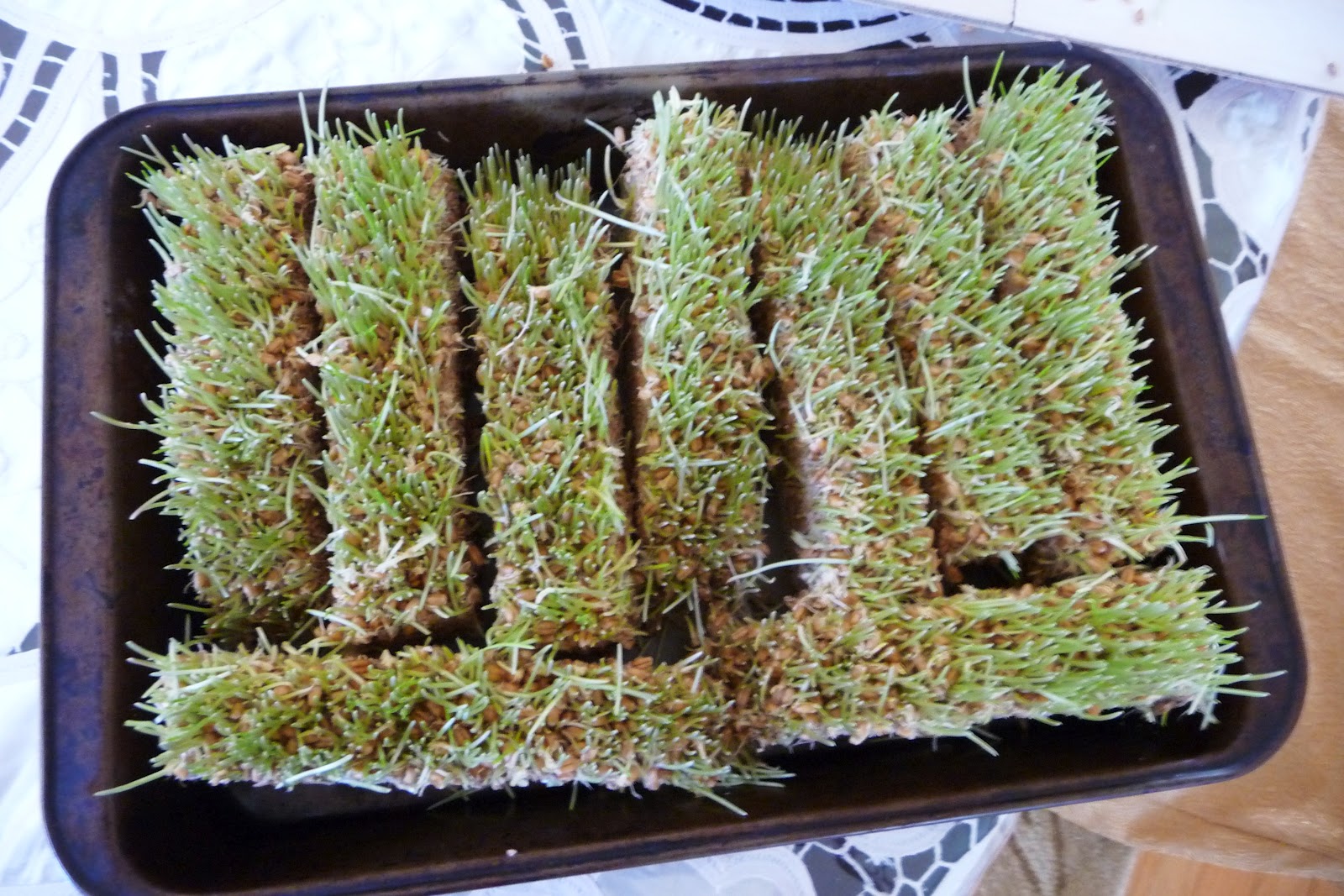 Everything Uzbek: First time making Sumalak!