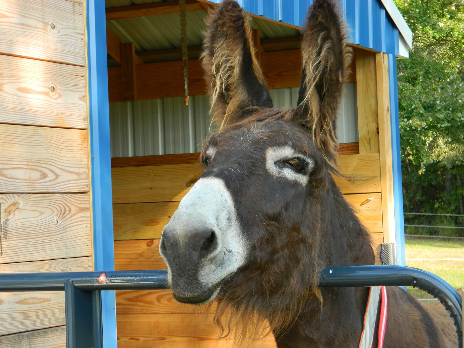 Moose Less Meadows Donkey Farm : About The Poitou Donkey