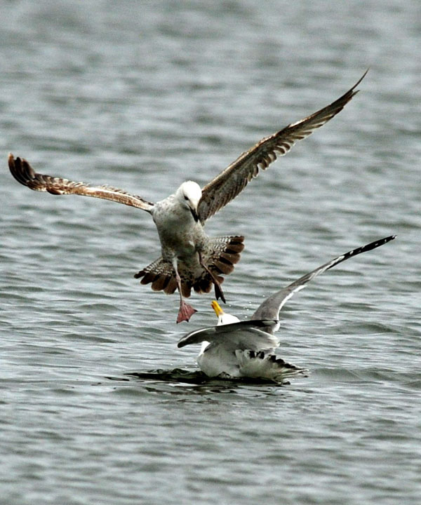 CRISTIAN NISTOR: PESCARUSI SURI