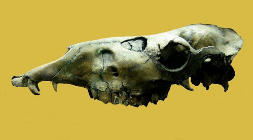 Escenarios prehistóricos: Camelops